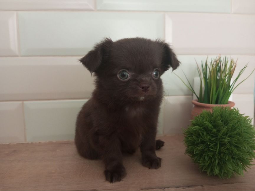 Щенки чихуахуа