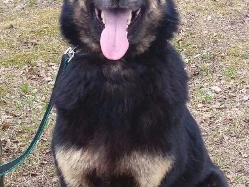 Собака в приюте