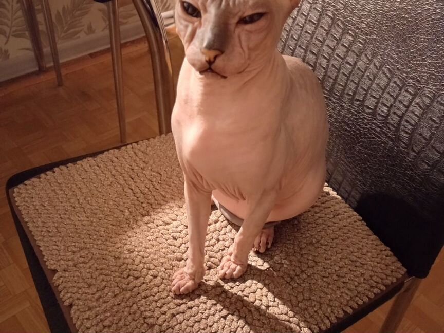 Кошечка ищет котика для вязки