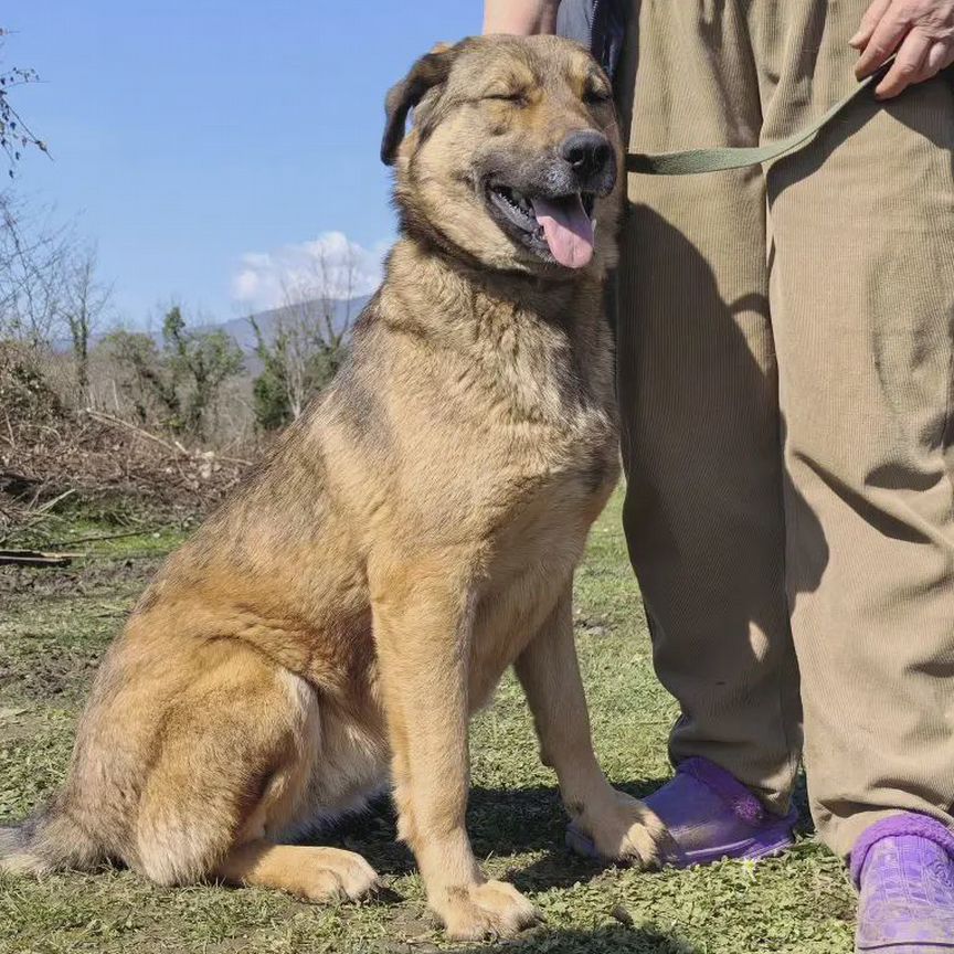 Взрослый пёс в добрые руки