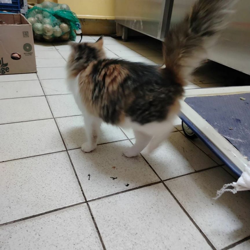 Котенок девочка в добрые руки
