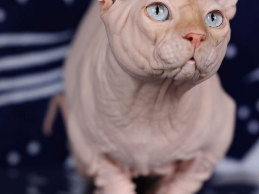 Кот производитель