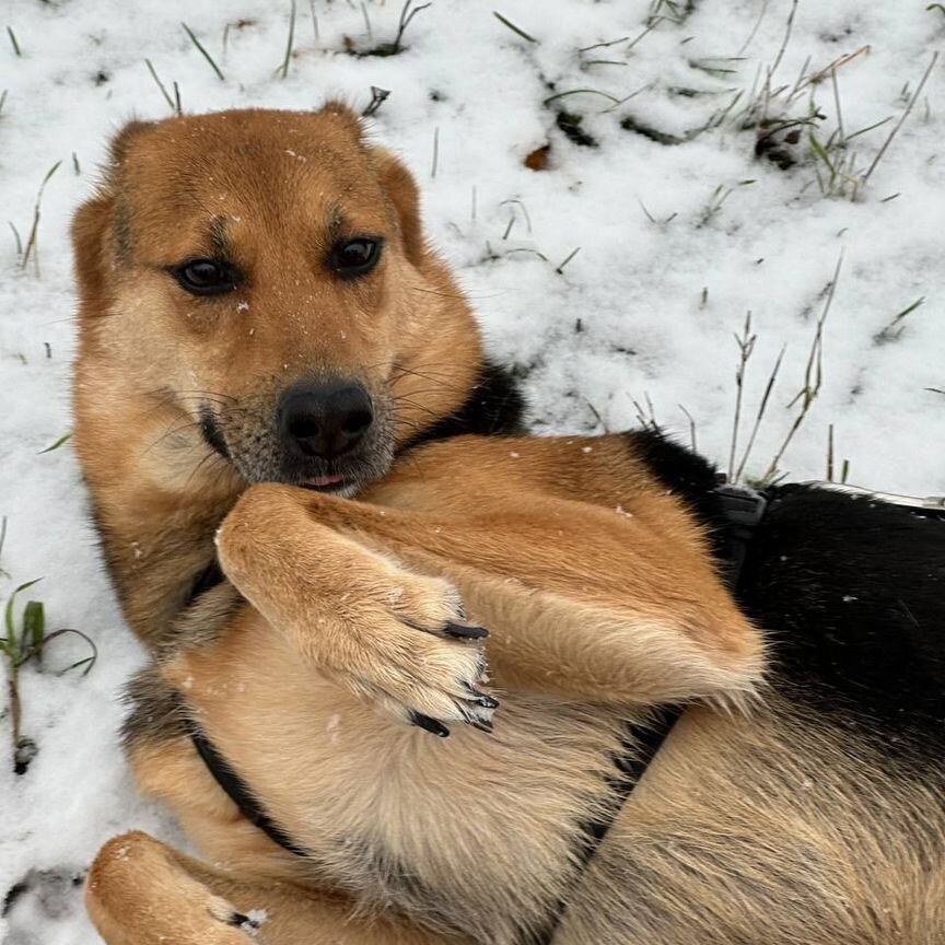 Ласковая молоденькая Кира из приюта в добрые руки