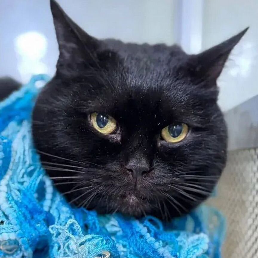 Взрослый кот в добрые руки