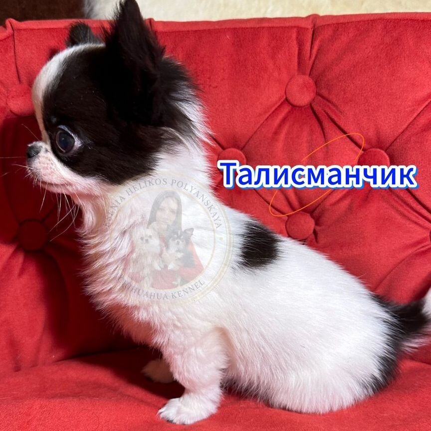 Чихуахуа, щенок