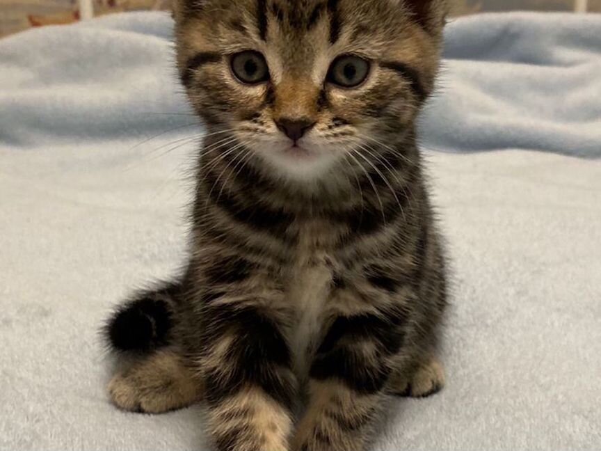 Котята