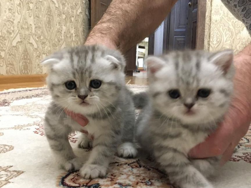 Шотландские вислоухие котята