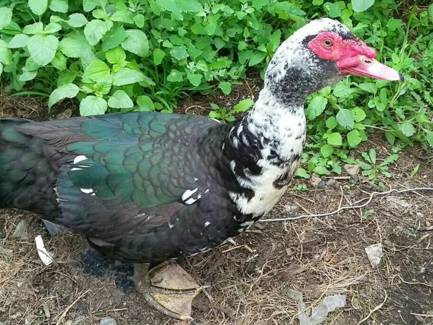 Продам индоуток (селезни)