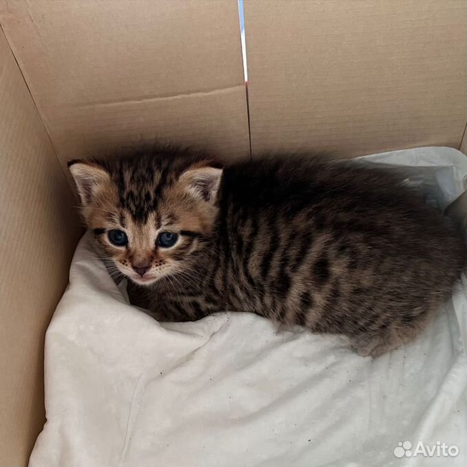 Маленький котенок в самые добрые руки