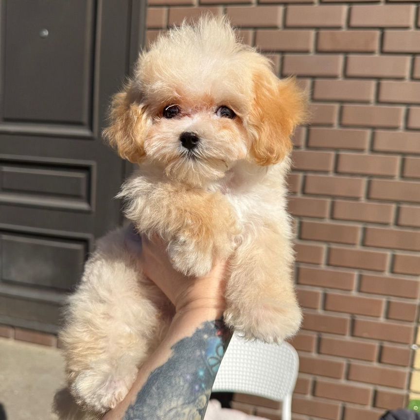 Мальтипу, щенок