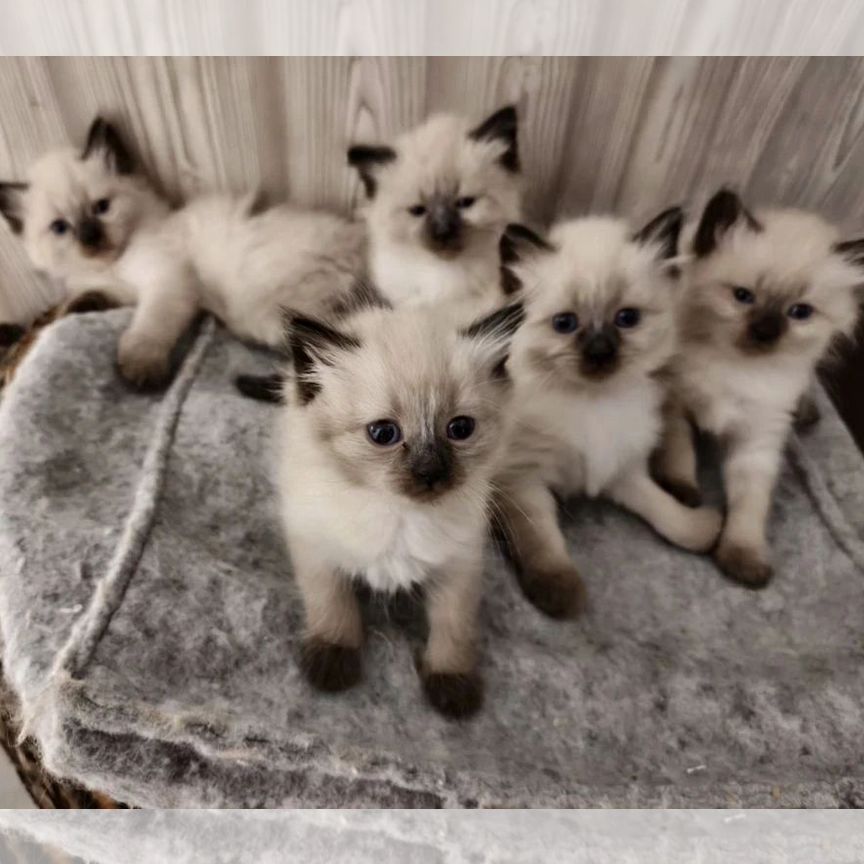 Невский маскарадный котёнок