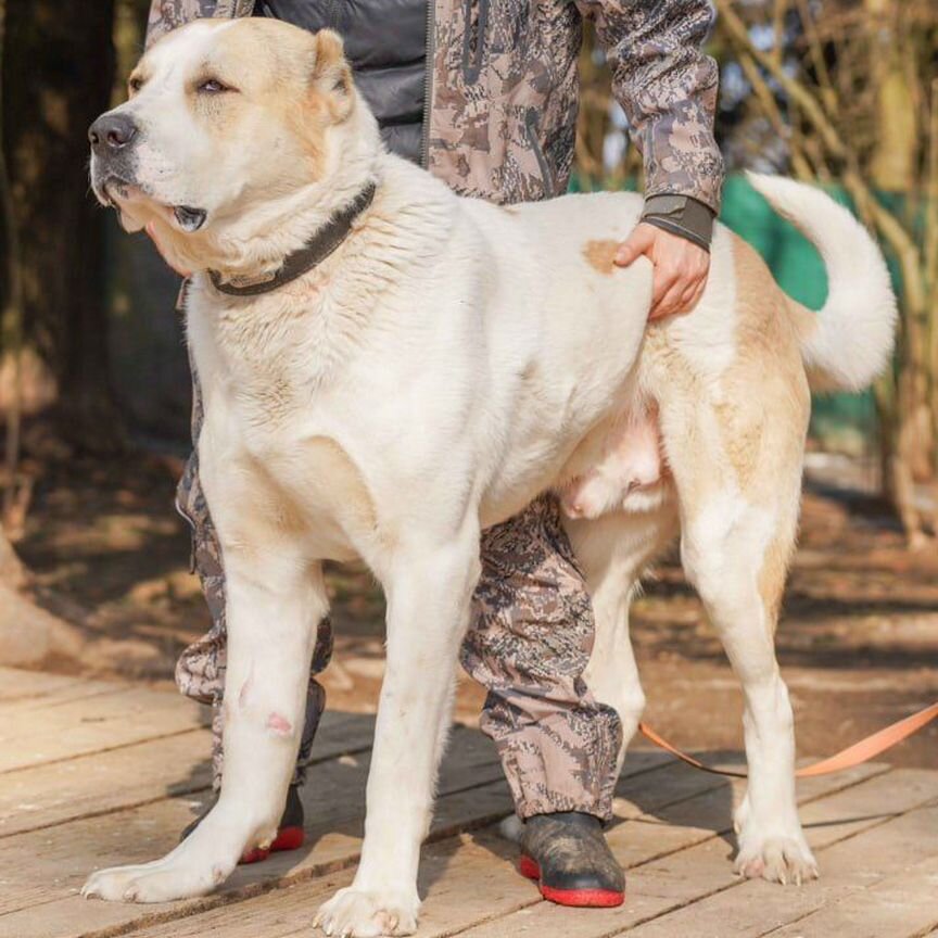 Среднеазиатская овчарка, щенок