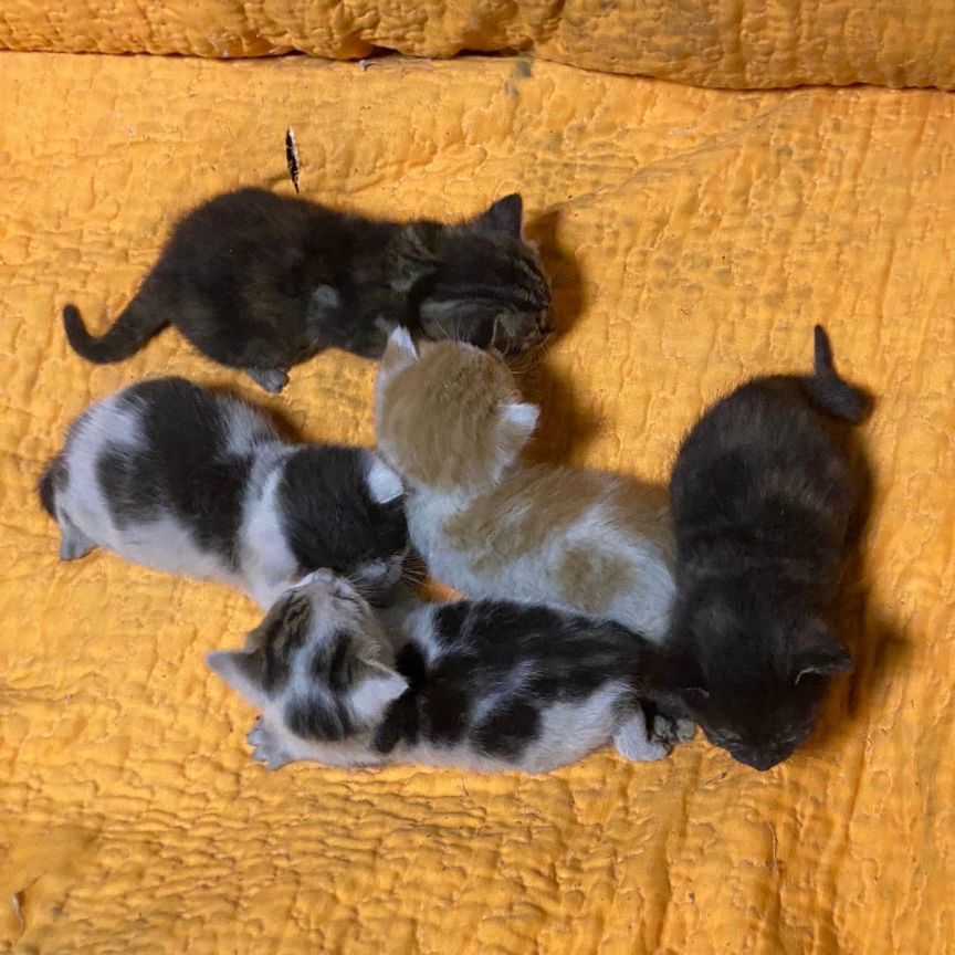 Котята в добрые руки бесплатно