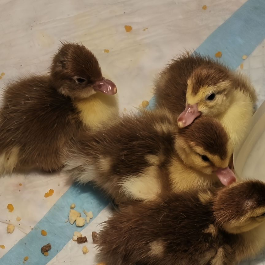 Суточные утята индоутки, инкубационное яйцо