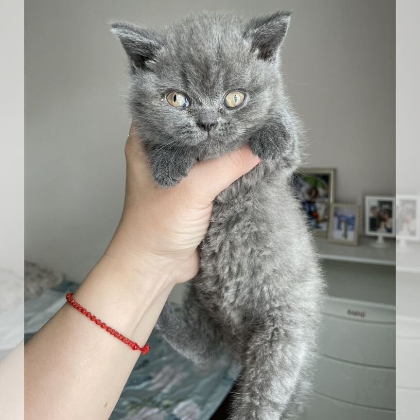 Щотландские котята