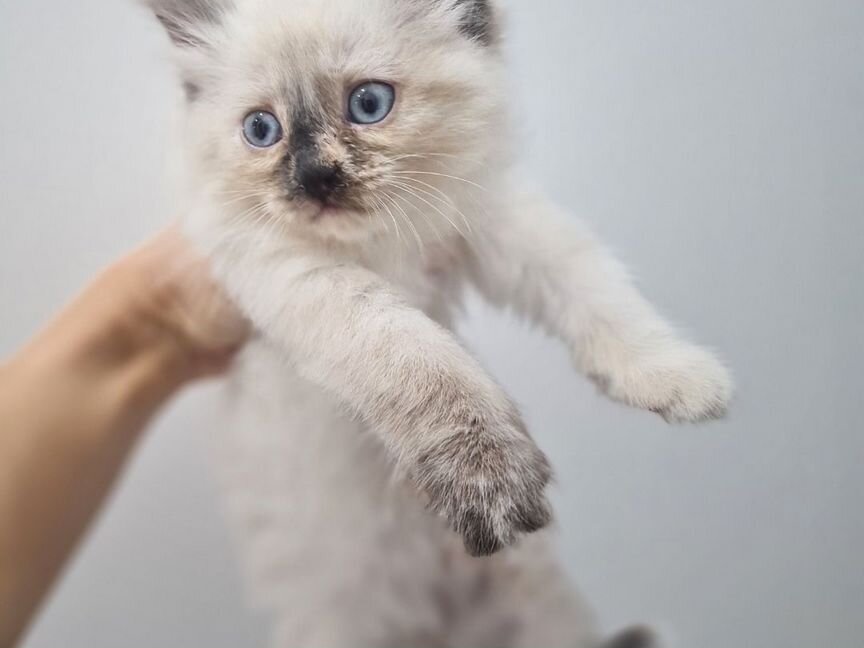 Котенок очаровательный