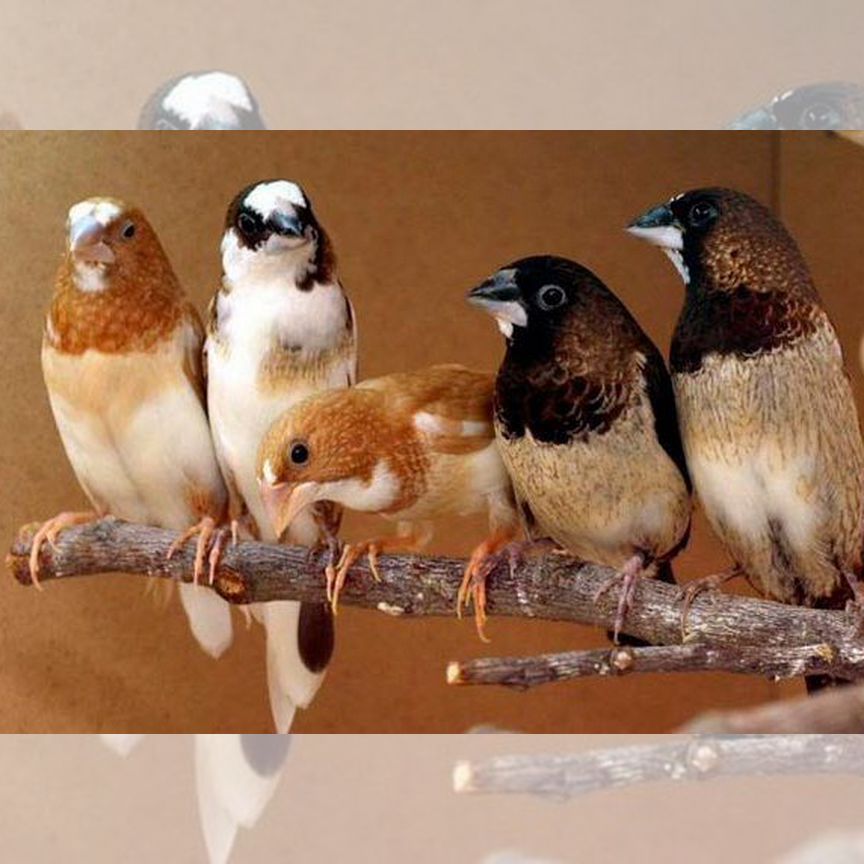 Птенцы японских амадин