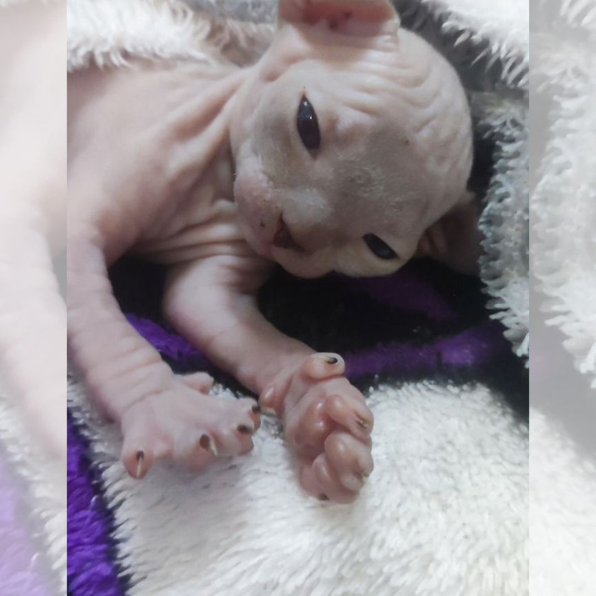 Канадский сфинкс (Бронь)