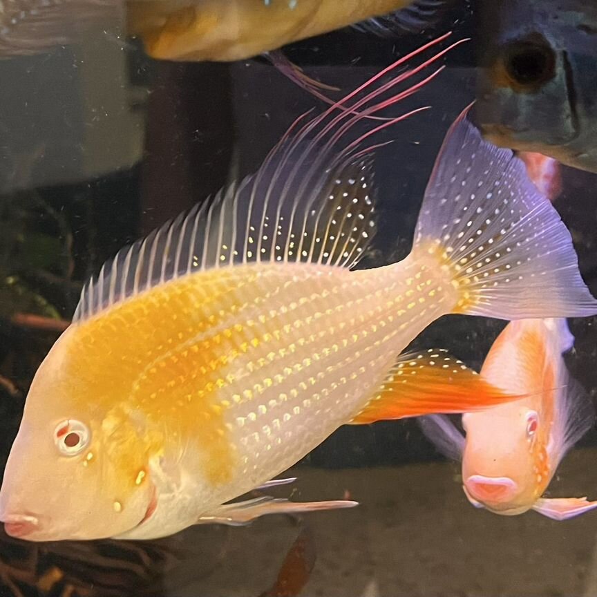 Акарихтес хеккеля