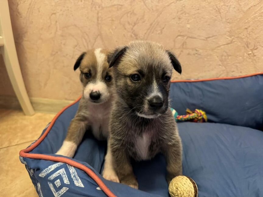 2 щенка возраст 1 месяц ищут дом