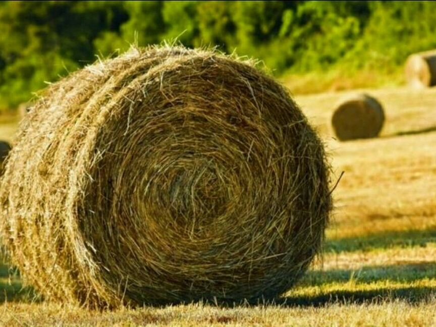 Сено луговое в тюках