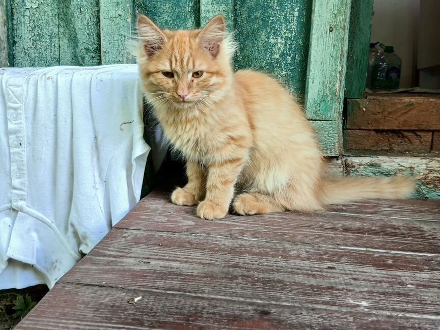 Котенок в дар
