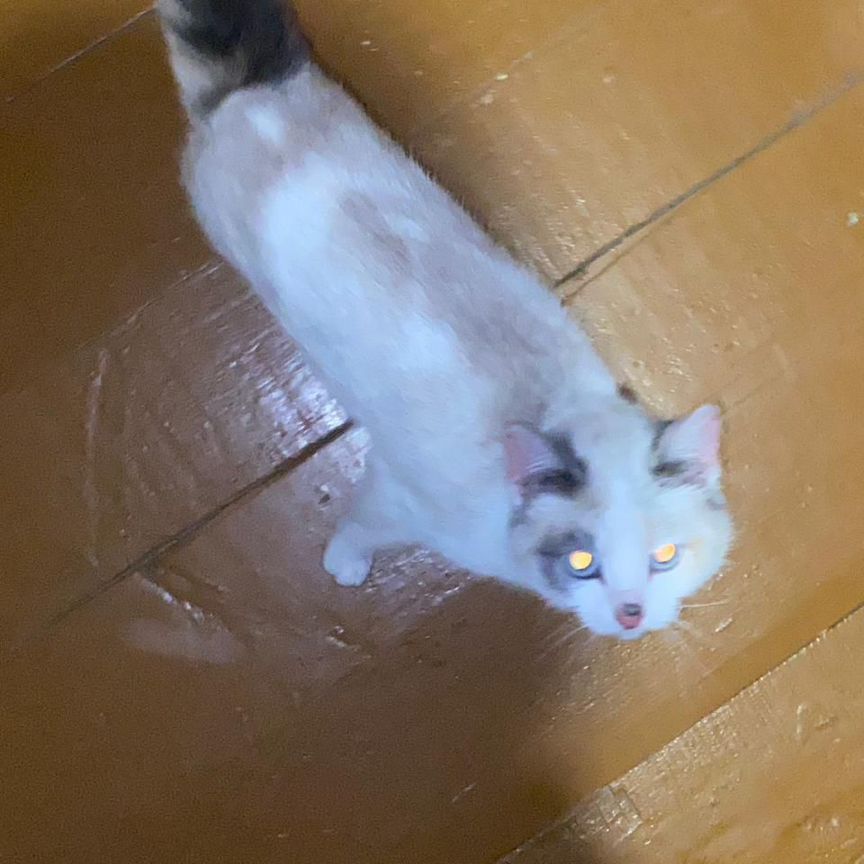 Кошка в добрые руки