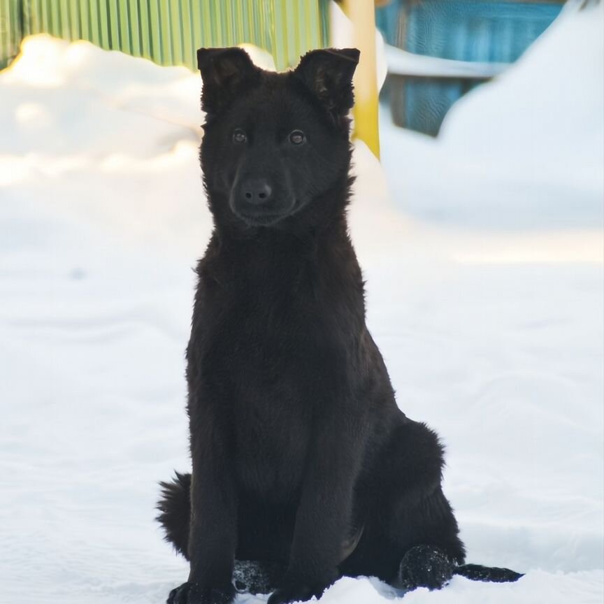 Немецкая овчарка, щенок