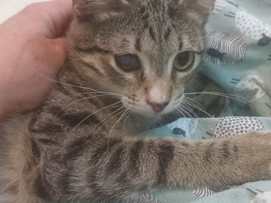 Скучает в приюте котенок