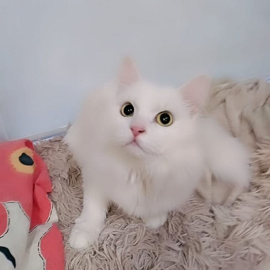 Белый кот