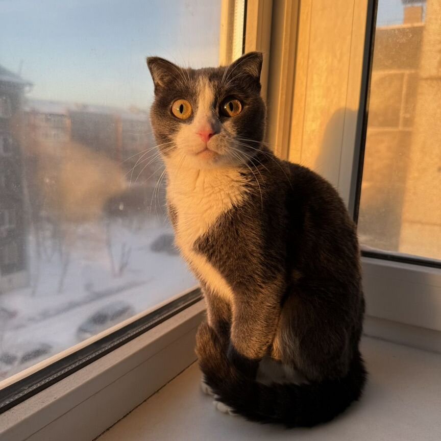 Шотландская вислоухая кошка