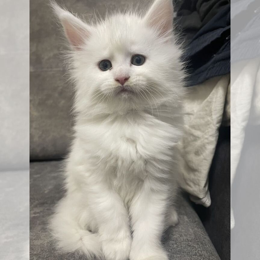 Мейн-кун котёнок