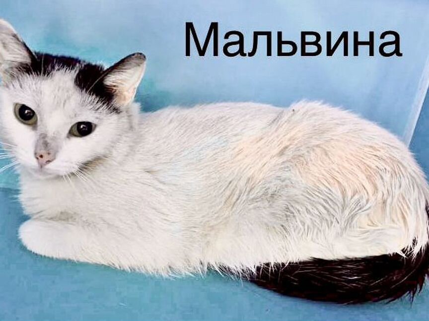 Мальвина-белая нежная кошечка, нужен дом