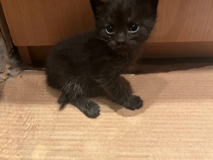 Отдам котят в дар