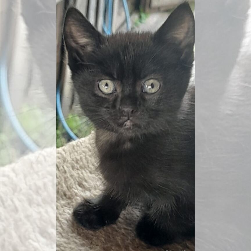 Кошка