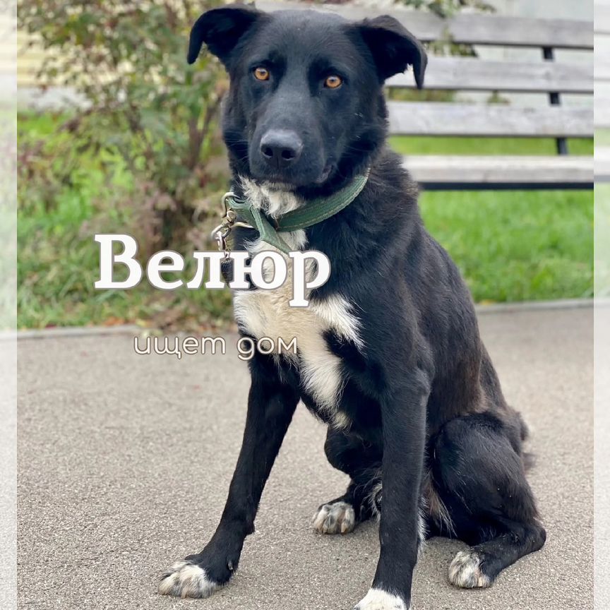 Взрослый пёс в добрые руки