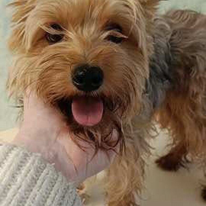 Взрослая собака в добрые руки