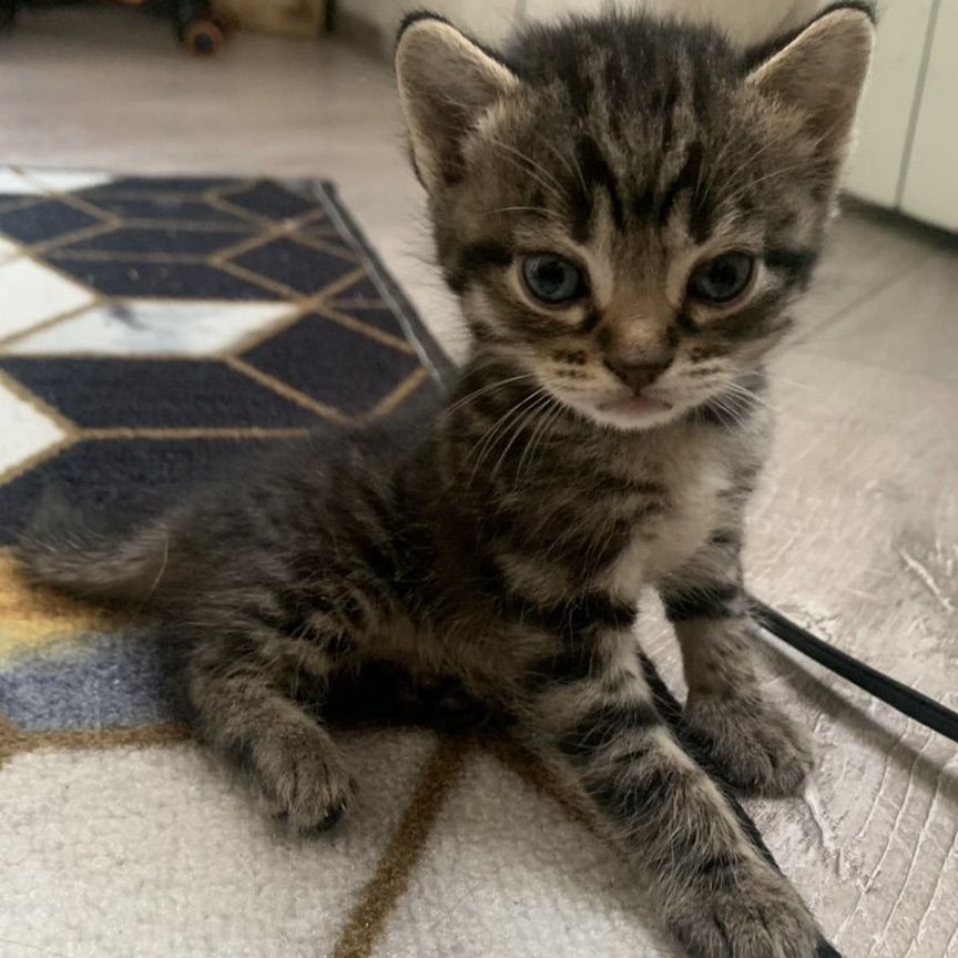Британские котята