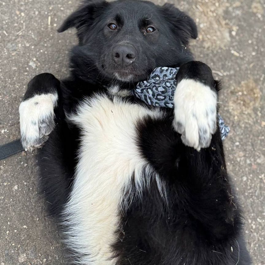 Взрослая собака в добрые руки