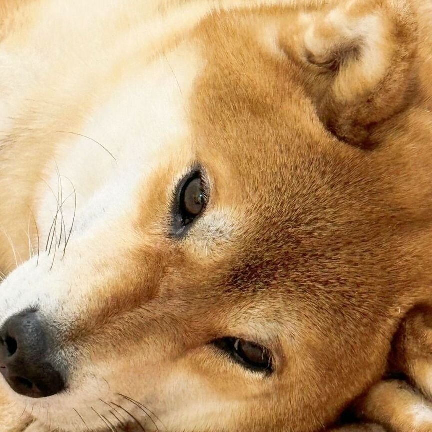 Взрослая сиба ищет новую семью