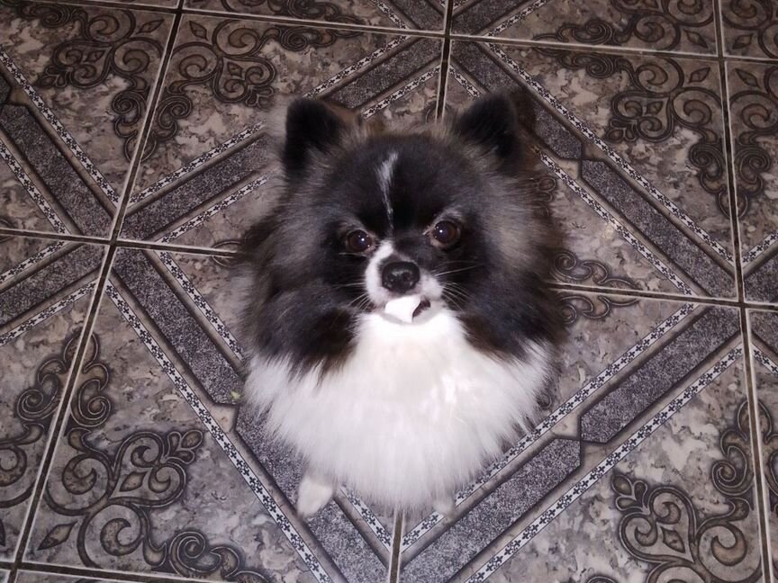 Щенки померанского шпица