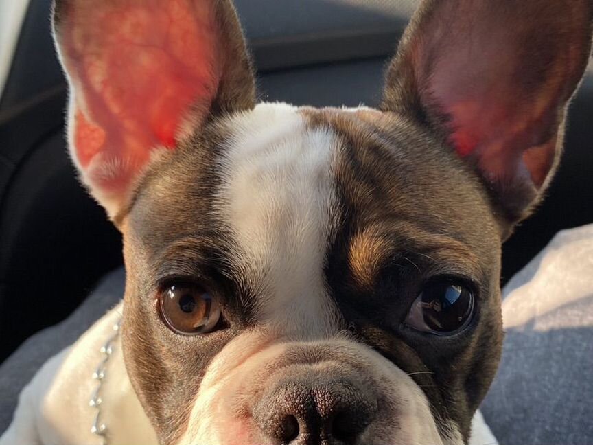 Французский бульдог