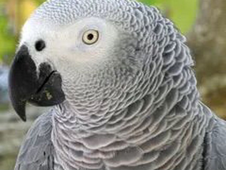 Серий попугай