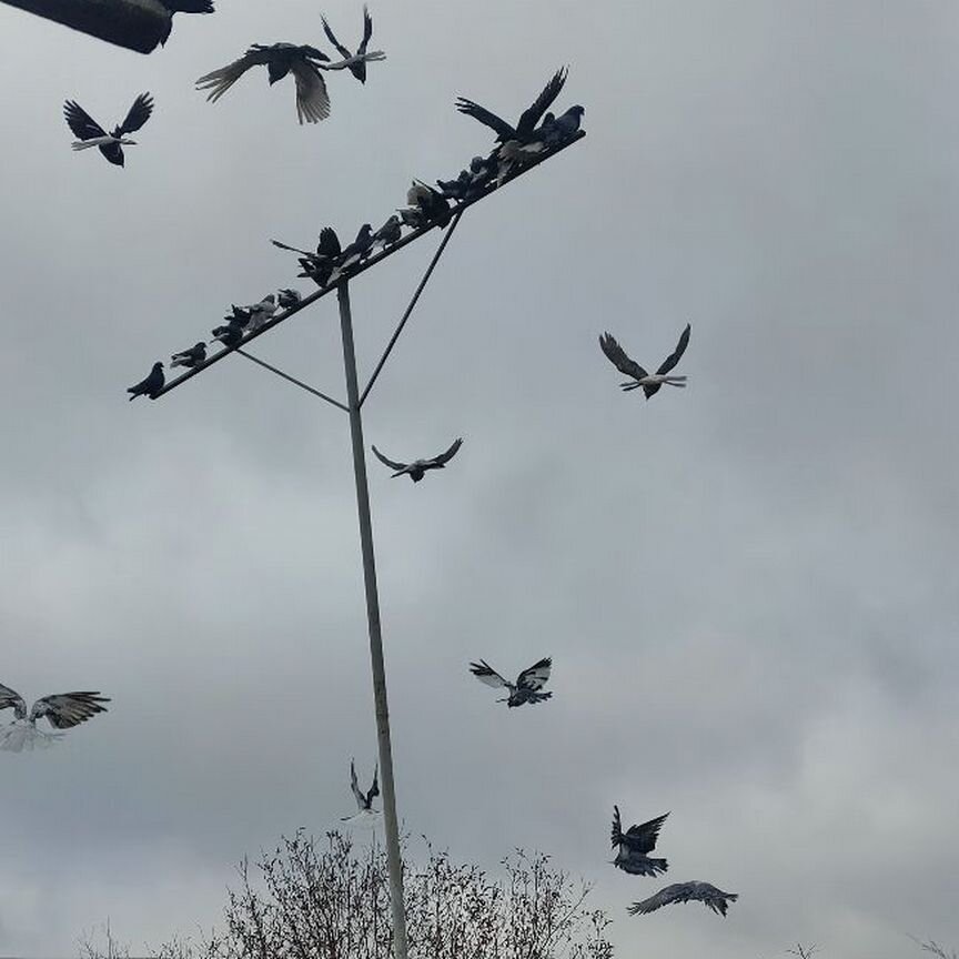 Николаевские голуби