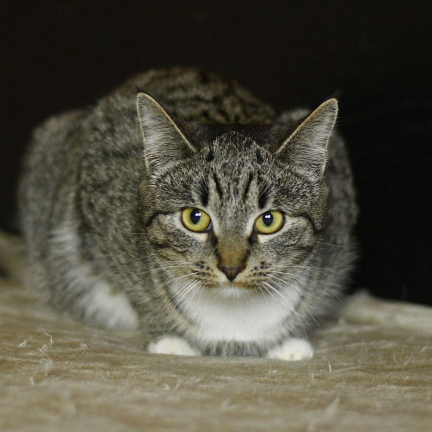 Кошка Клепа в добрые руки