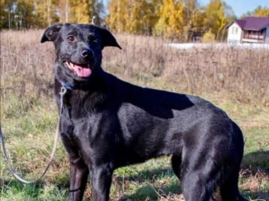 Собака Альма в добрые руки