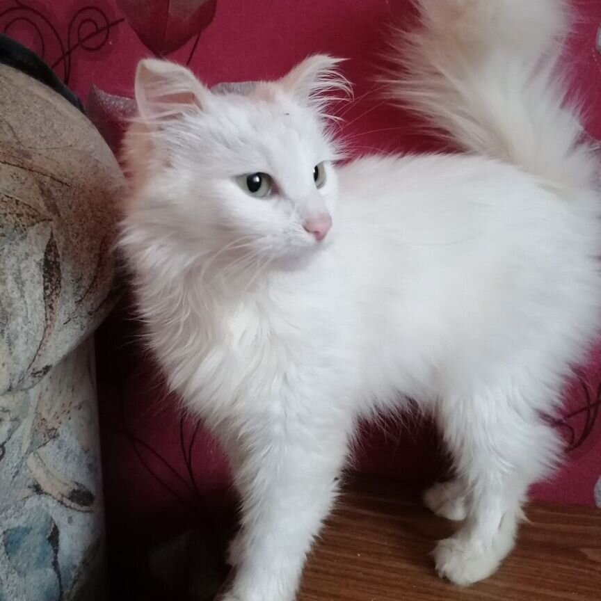 Кошечка в добрые руки