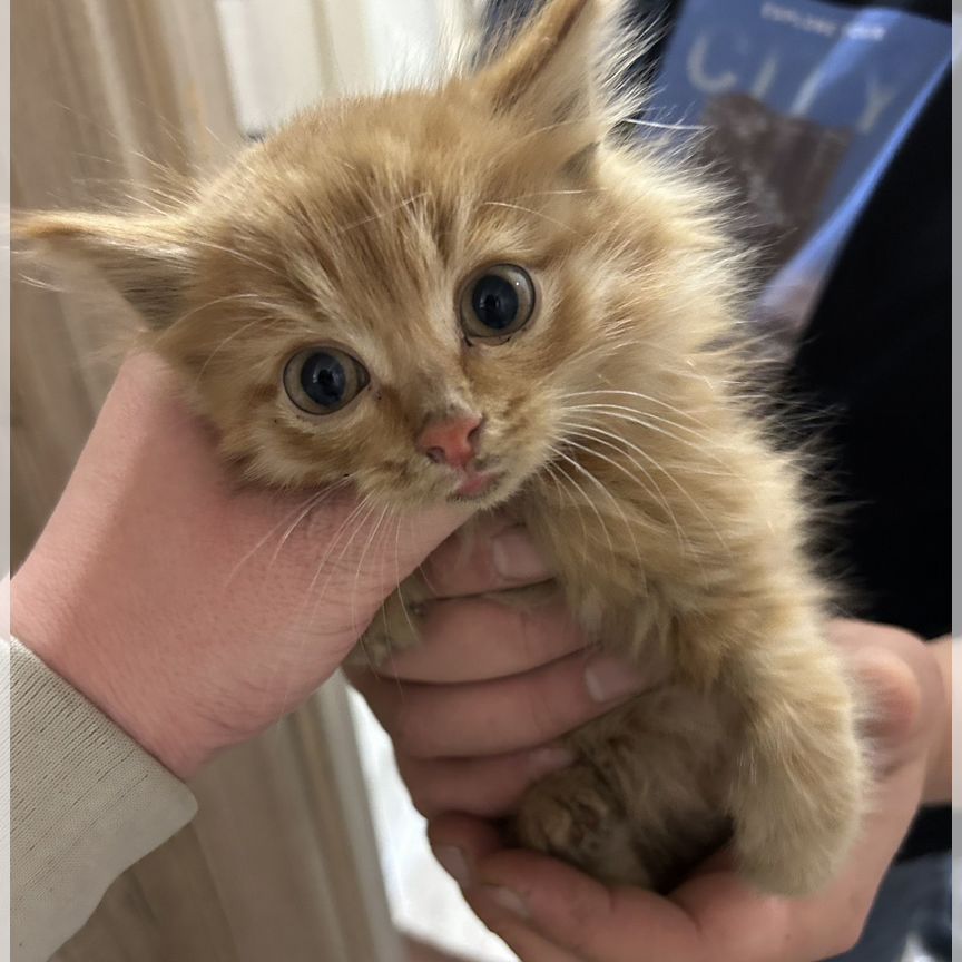 Котёнок в добрые руки