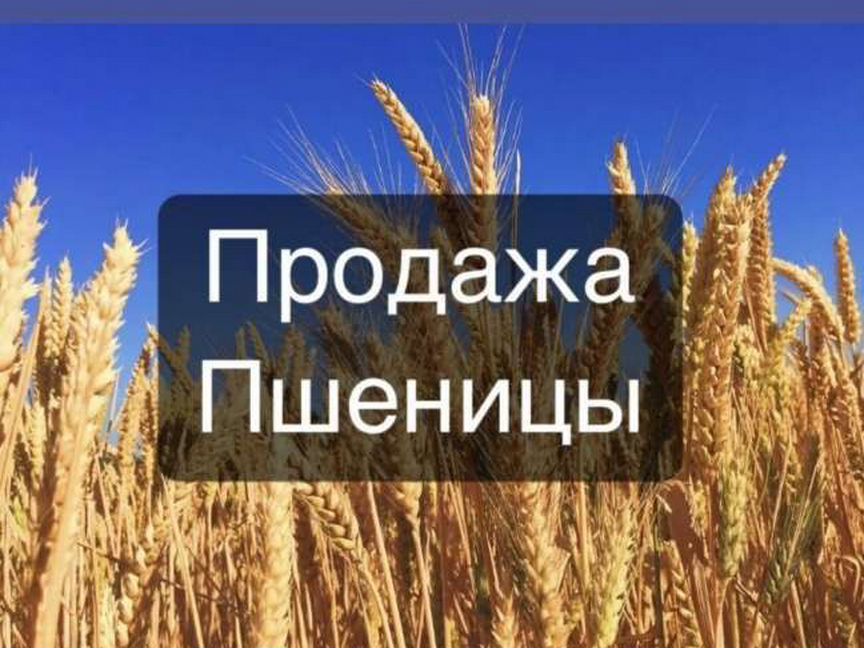 Продам пшеницу