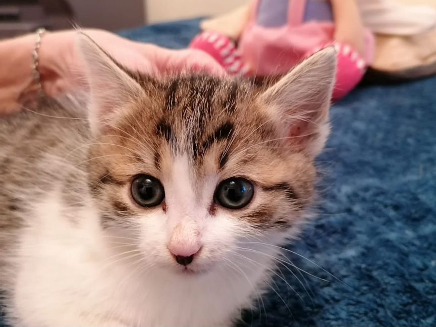 Котенок мальчик